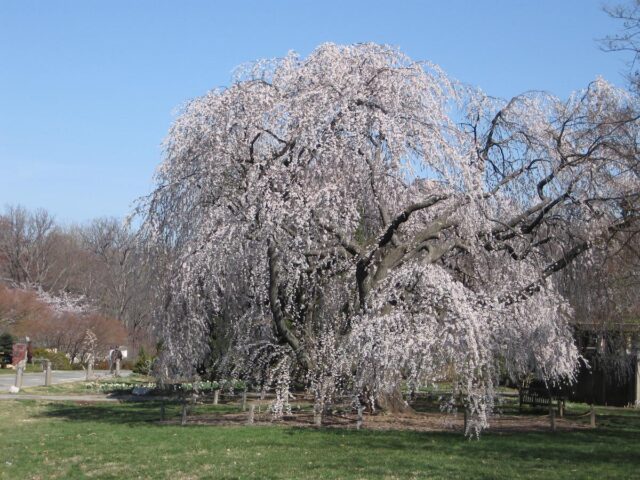 Prunus x subhirtella 'Falling Snow' (Higan Cherry)