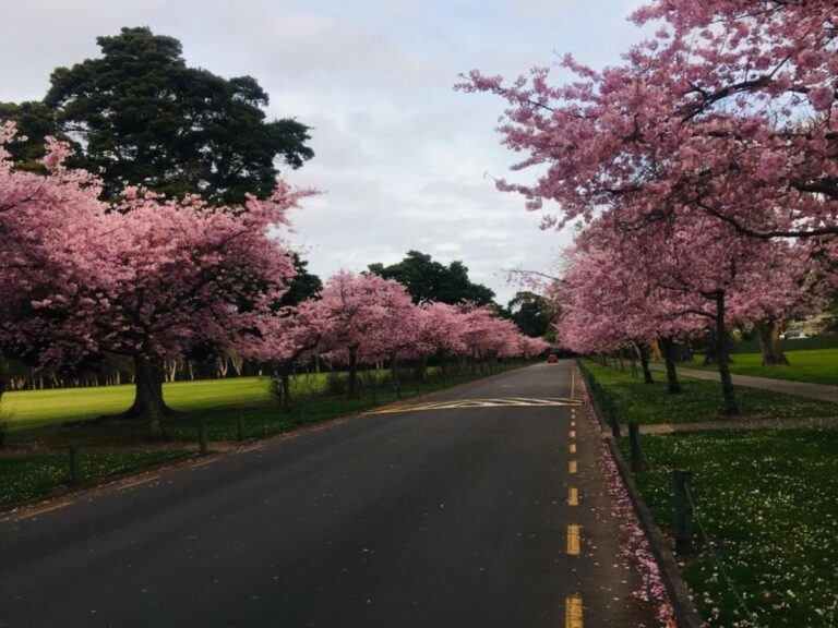 Prunus x yedoensis 'Awanui' (Yoshino Cherry) - Leafland