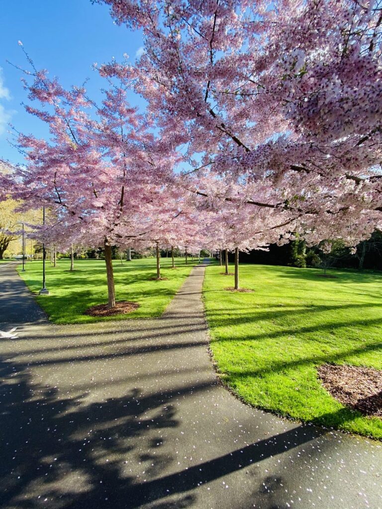 Prunus x yedoensis 'Awanui' (Yoshino Cherry) - Leafland