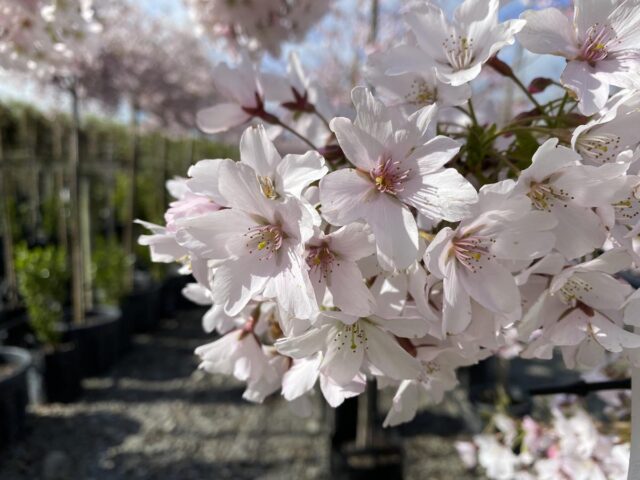 Prunus x yedoensis 'Awanui' (Yoshino Cherry) - Leafland