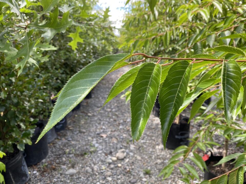 Prunus x yedoensis 'Awanui' (Yoshino Cherry) - Leafland
