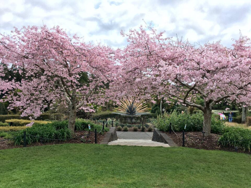 Prunus x yedoensis 'Awanui' (Yoshino Cherry) - Leafland
