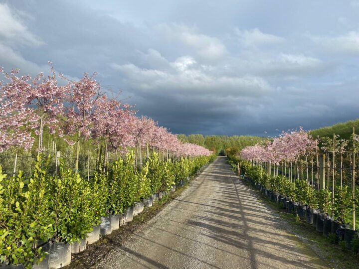 Prunus x yedoensis 'Awanui' (Yoshino Cherry) - Leafland