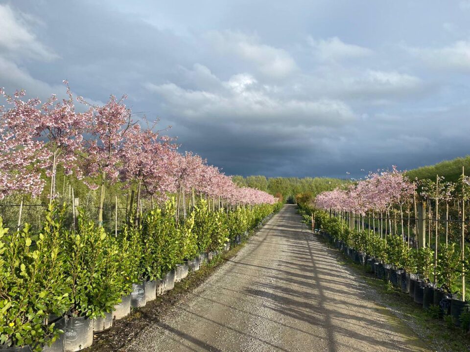 Prunus x yedoensis 'Awanui' (Yoshino Cherry) - Leafland