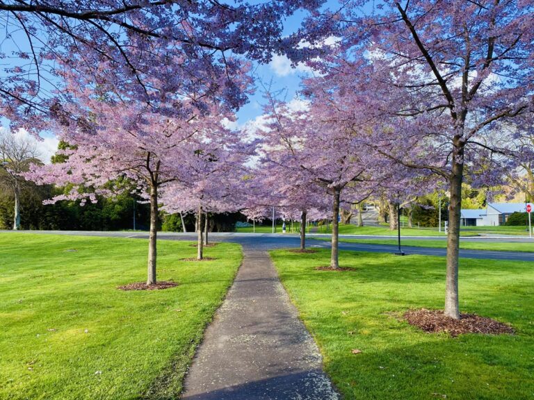 Prunus x yedoensis 'Awanui' (Yoshino Cherry) - Leafland