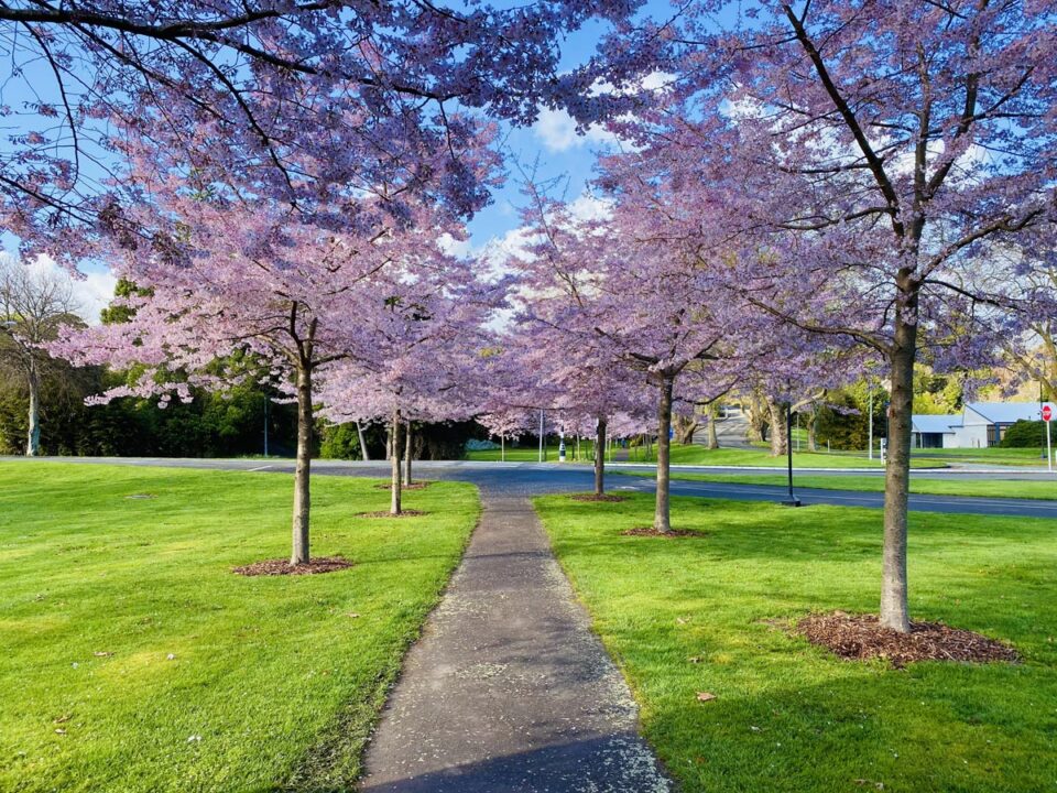 Prunus x yedoensis 'Awanui' (Yoshino Cherry) - Leafland