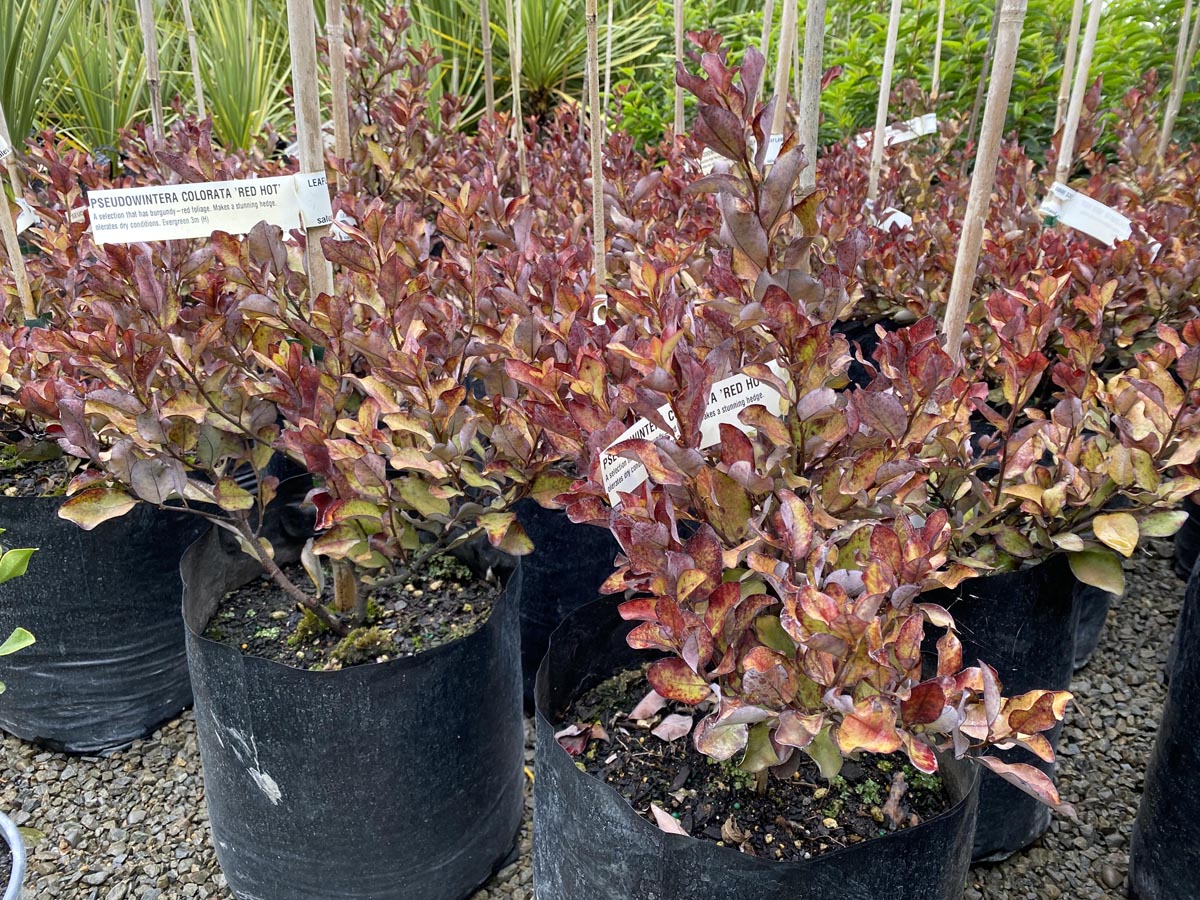 Pseudowintera colorata 'Red Hot' (Horopito) - Leafland