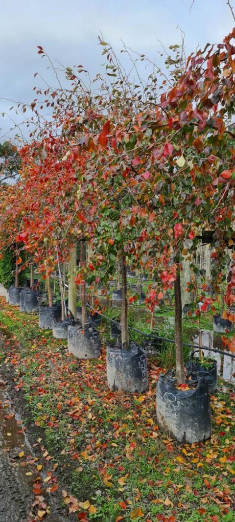Pyrus betulifolia 'Autumn Leaves' (Birchleaf Pear) - Leafland
