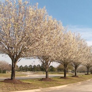 Leafland - The home of large grade trees