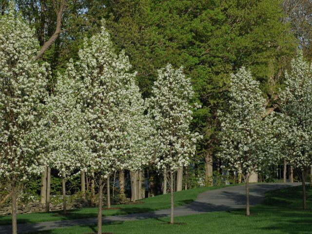 Buy Pyrus calleryana 'Candelabra' (Callery Pear) Online NZ - Leafland