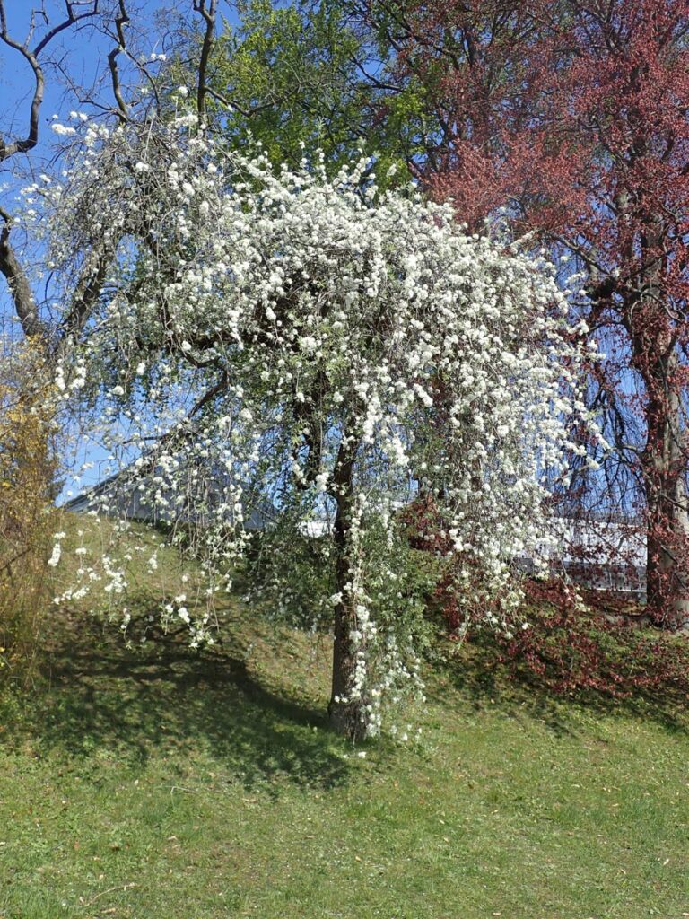 Pyrus salicifolia 'Pendula' (Weeping Pear) - Leafland