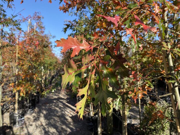 Quercus palustris (Pin Oak) | Leafland Nursery