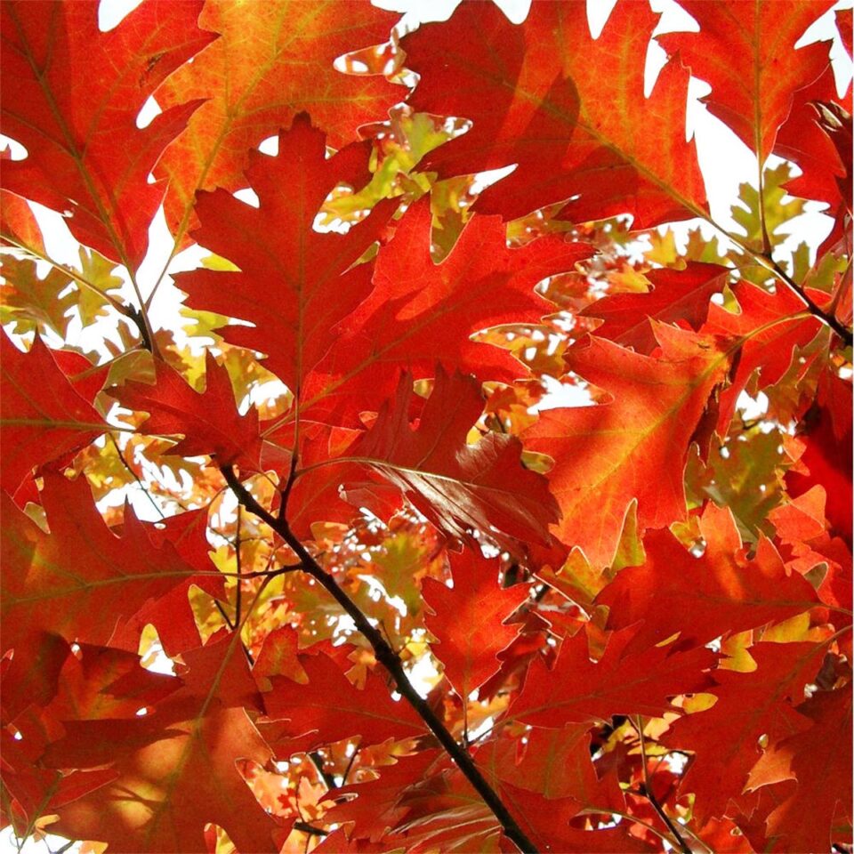 Quercus rubra (Red Oak) - Leafland
