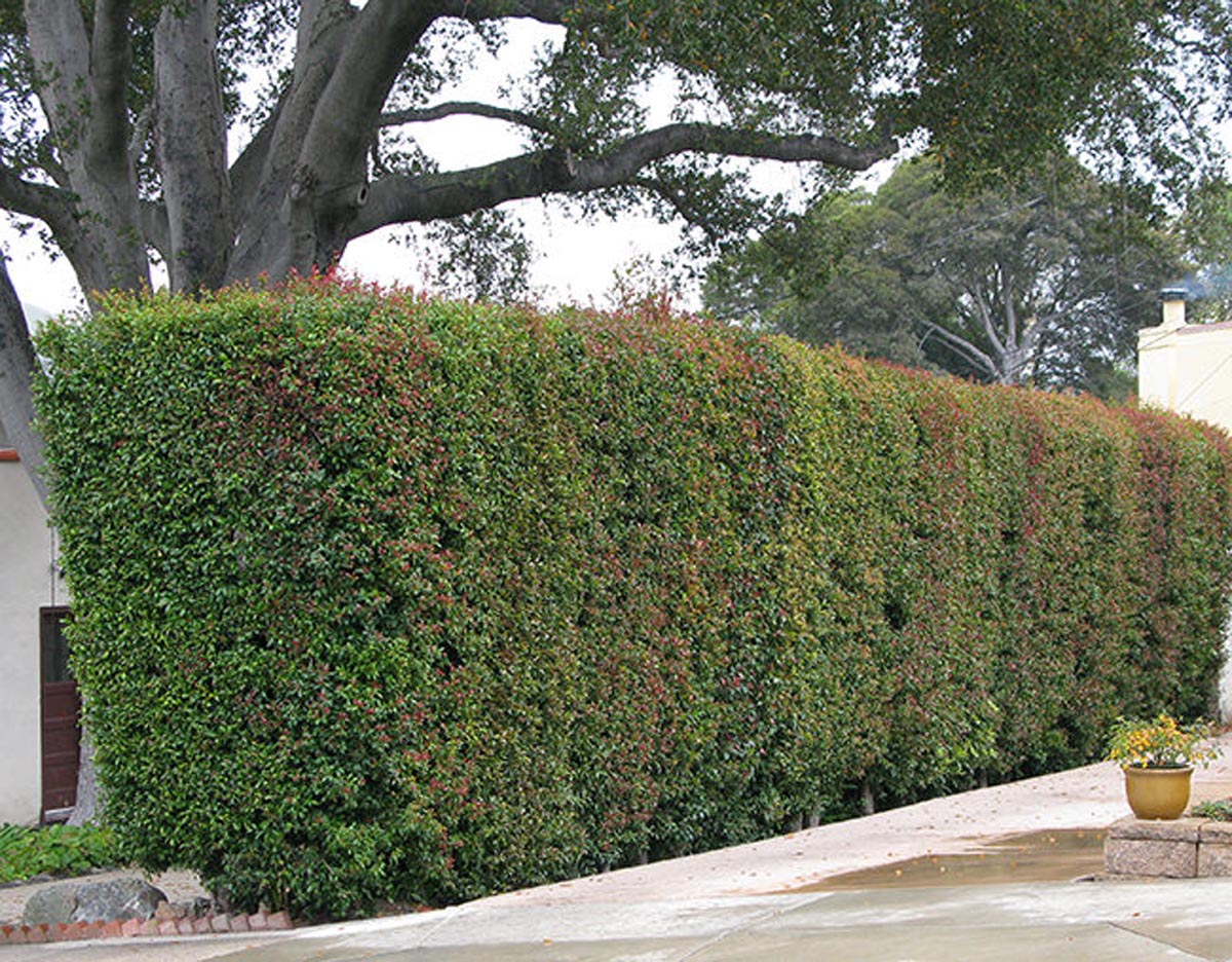 Syzygium australe 'Resilience' (Lilly Pilly) - Leafland