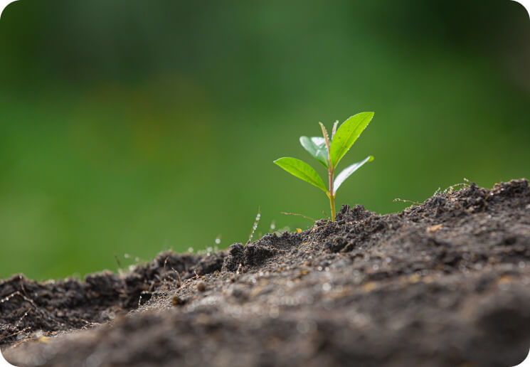 Tree Planting Guide - Leafland