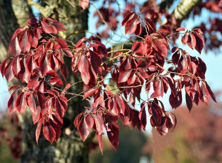 Ulmus 'Frontier' (Elm) - Leafland