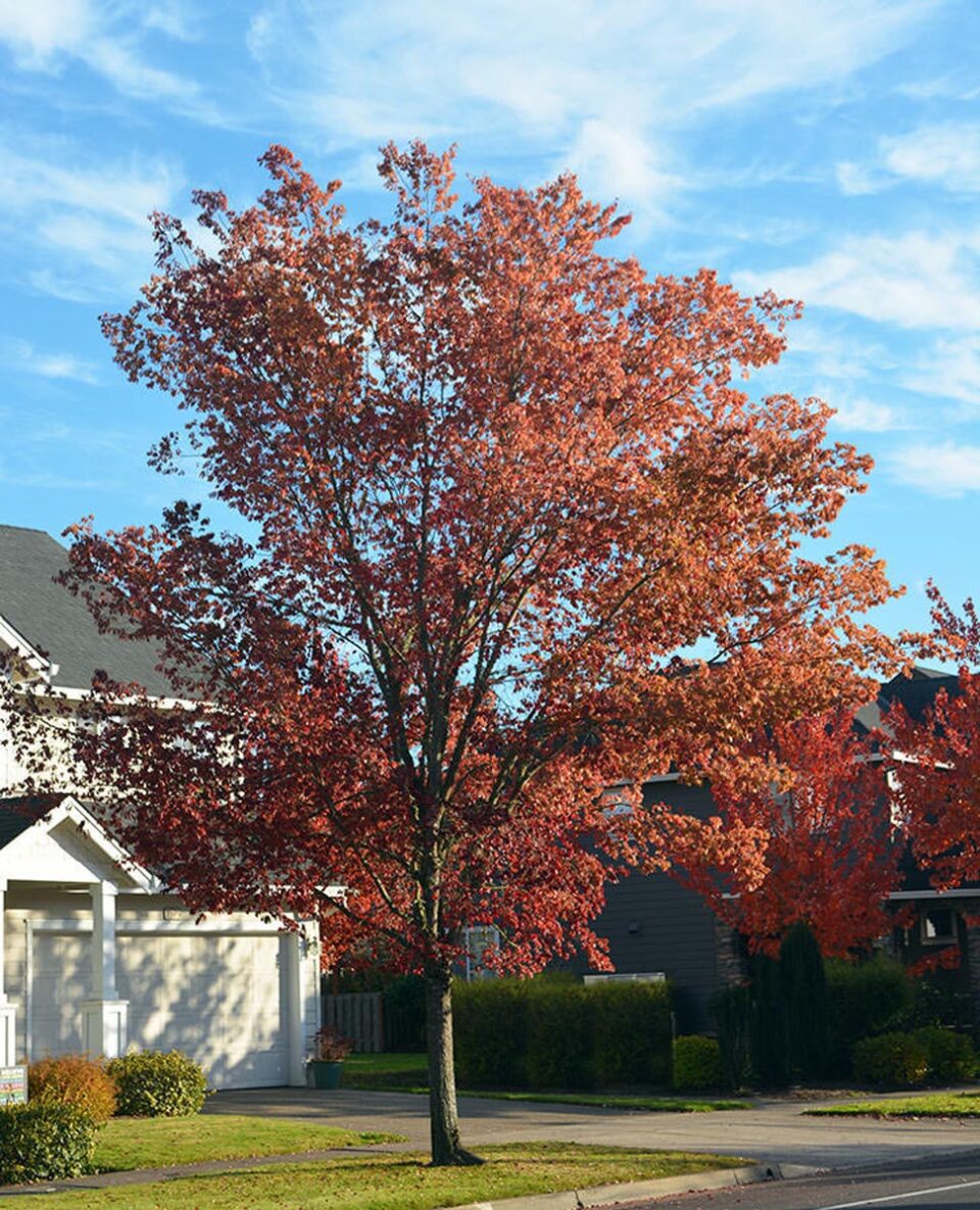 Ulmus 'Frontier' (Elm) - Leafland