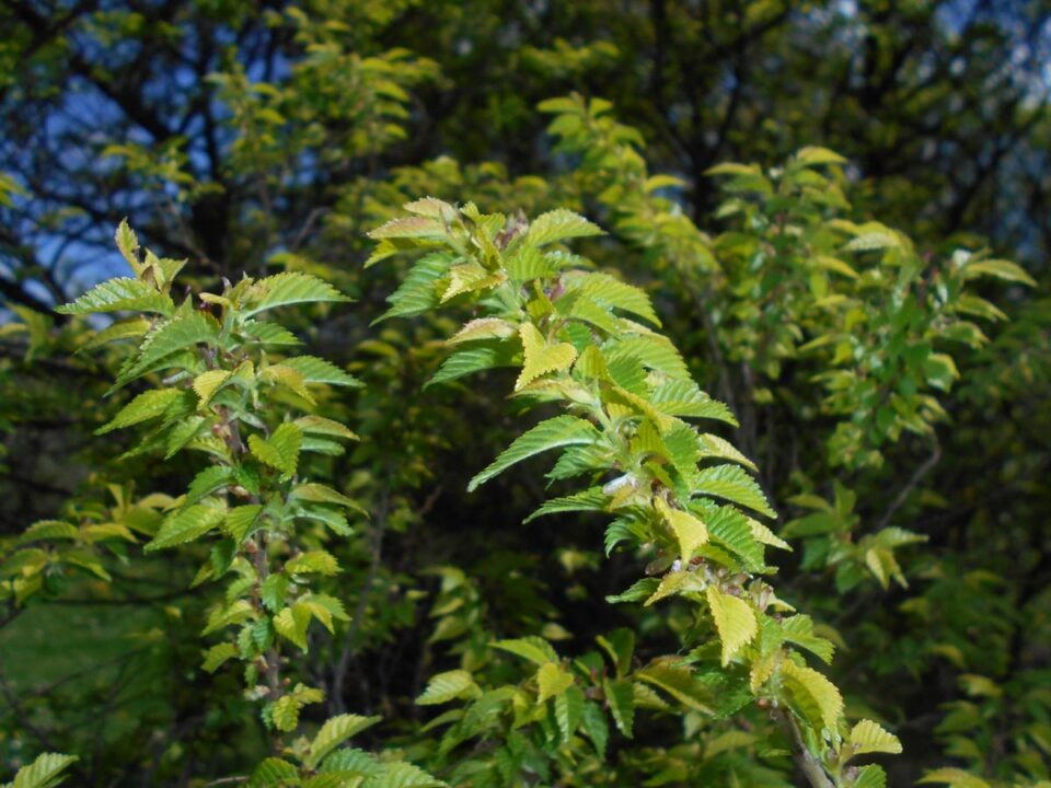Ulmus x hollandica 'Jacqueline Hillier' (Dutch Elm) - Leafland
