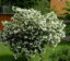 Viburnum opulus 'Sterile' (Snowball Tree) - Leafland
